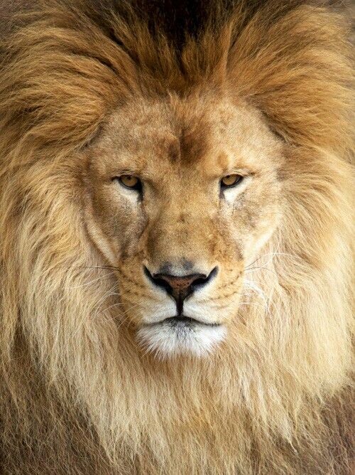 The Beast - Wisdom And Righteousness